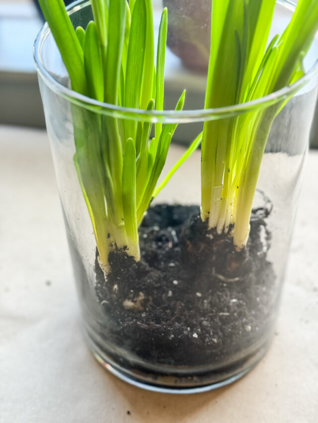 Bring Spring Indoors with a Daffodil Bulb Arrangement - Cottage On Bunker Hill