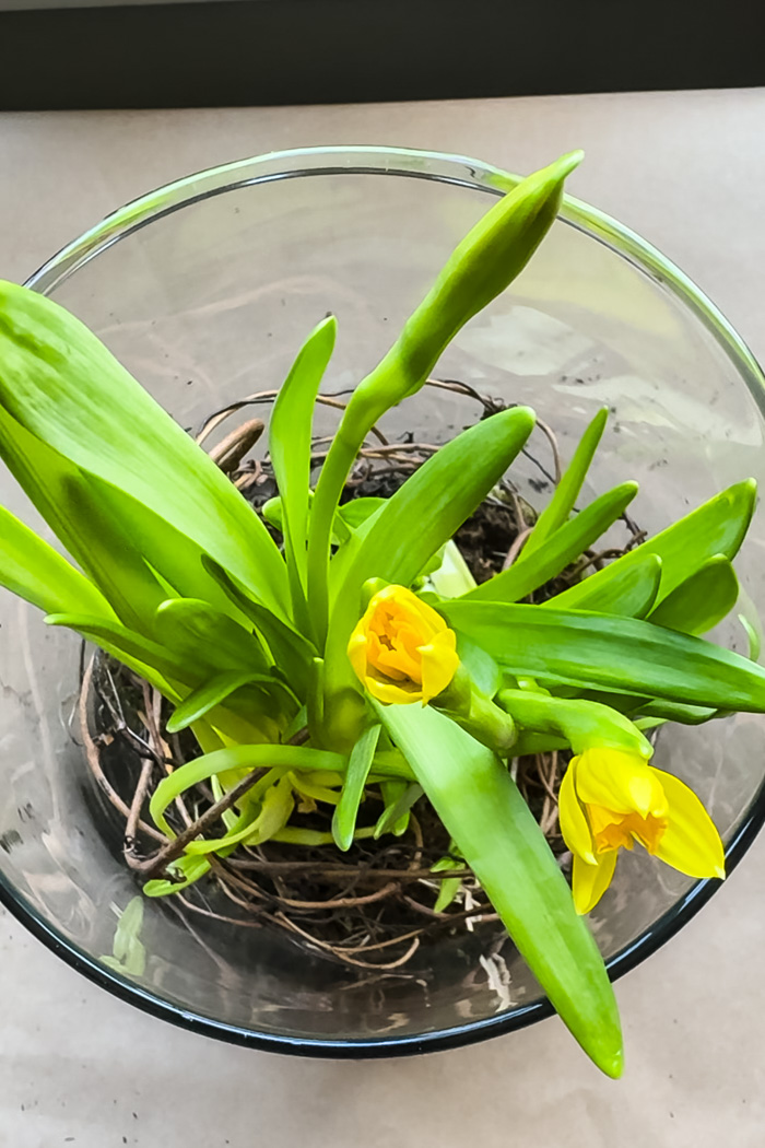 Bring Spring Indoors with a Daffodil Bulb Arrangement - Cottage On ...