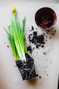 This 10-Minute DIY Daffodil Basket Will Brighten Your Door - Cottage On ...