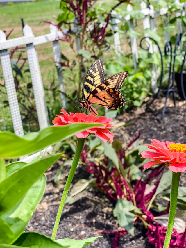 Best Flowers to Attract Butterflies: A Guide to Creating a Butterfly ...