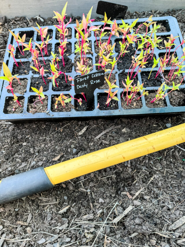 From Seedling to Sprout: A Tour of My Cottage Garden's Growth - Cottage ...