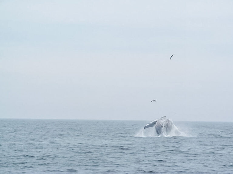 Beyond the Beach: Uncovering the New Hampshire Seacoast - Cottage On ...