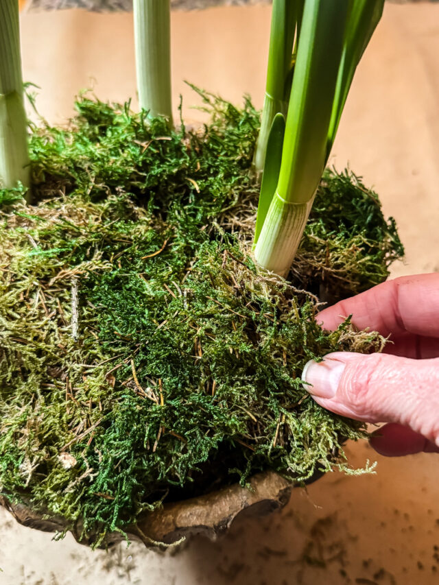 Moss Mania: DIY Projects for Every Home - Cottage On Bunker Hill