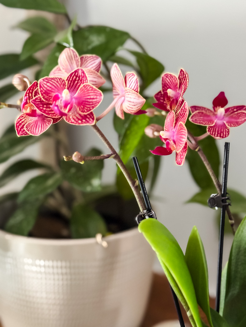 The Language of Love: Decoding the Meanings Behind Flowers - Cottage On ...