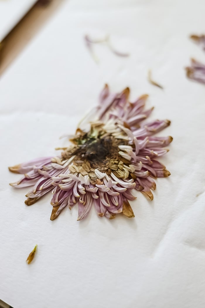 How to Use a Flower Press: A Beginner’s Guide - Cottage On Bunker Hill