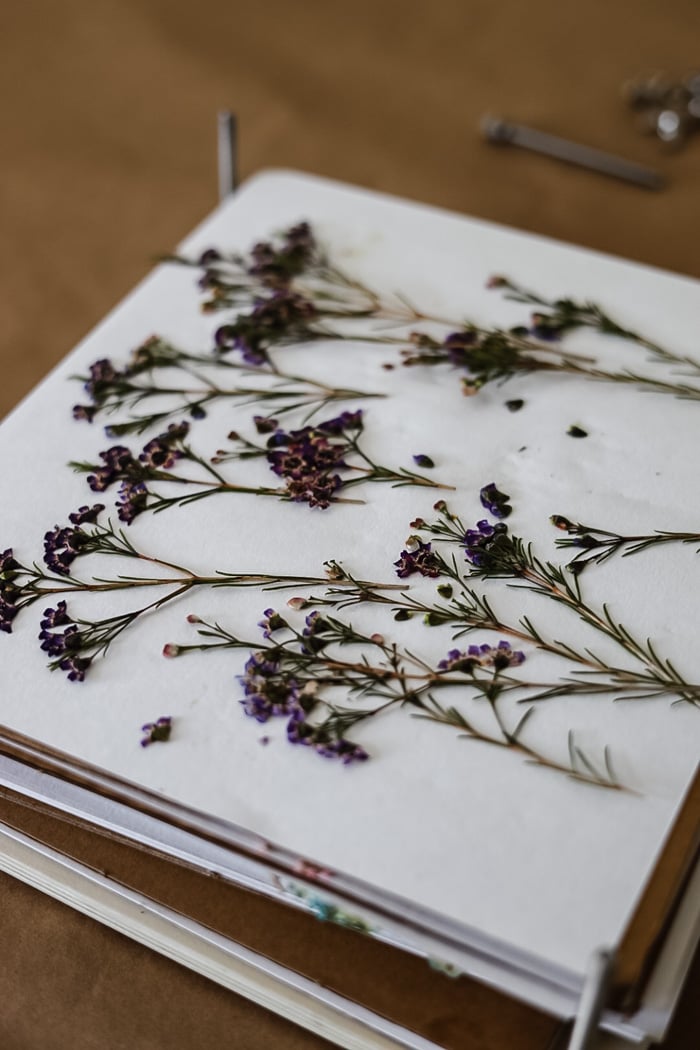 How to Use a Flower Press: A Beginner’s Guide - Cottage On Bunker Hill