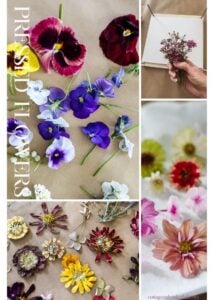 The Best Flowers for Pressing: A Guide to Choosing the Right Blooms ...