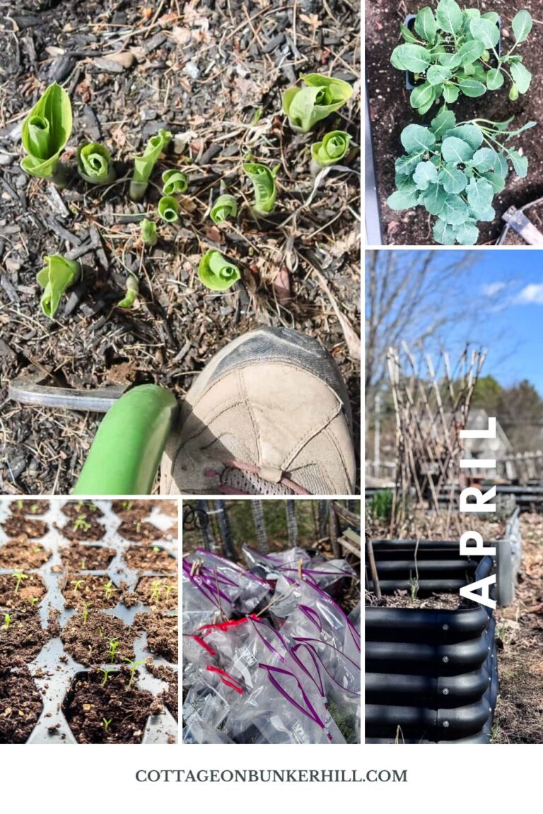 The New England Gardener's April To-Do List (Zone 6a) - Cottage On ...